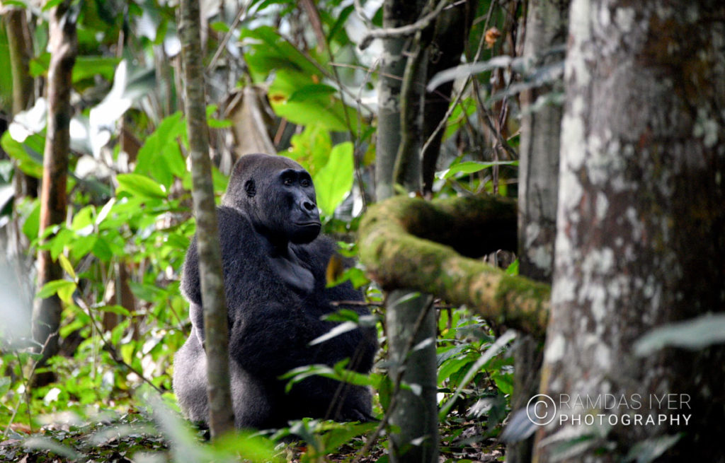 Congo Wildlife – Ramdas Iyer Photography