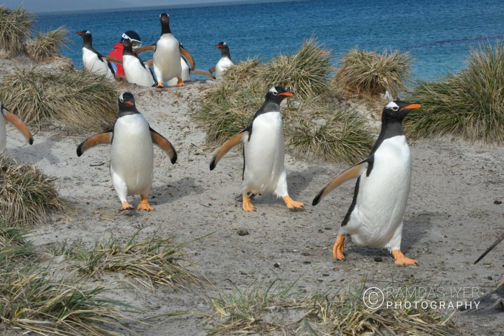 Falkland Islands Wildlife – Ramdas Iyer Photography