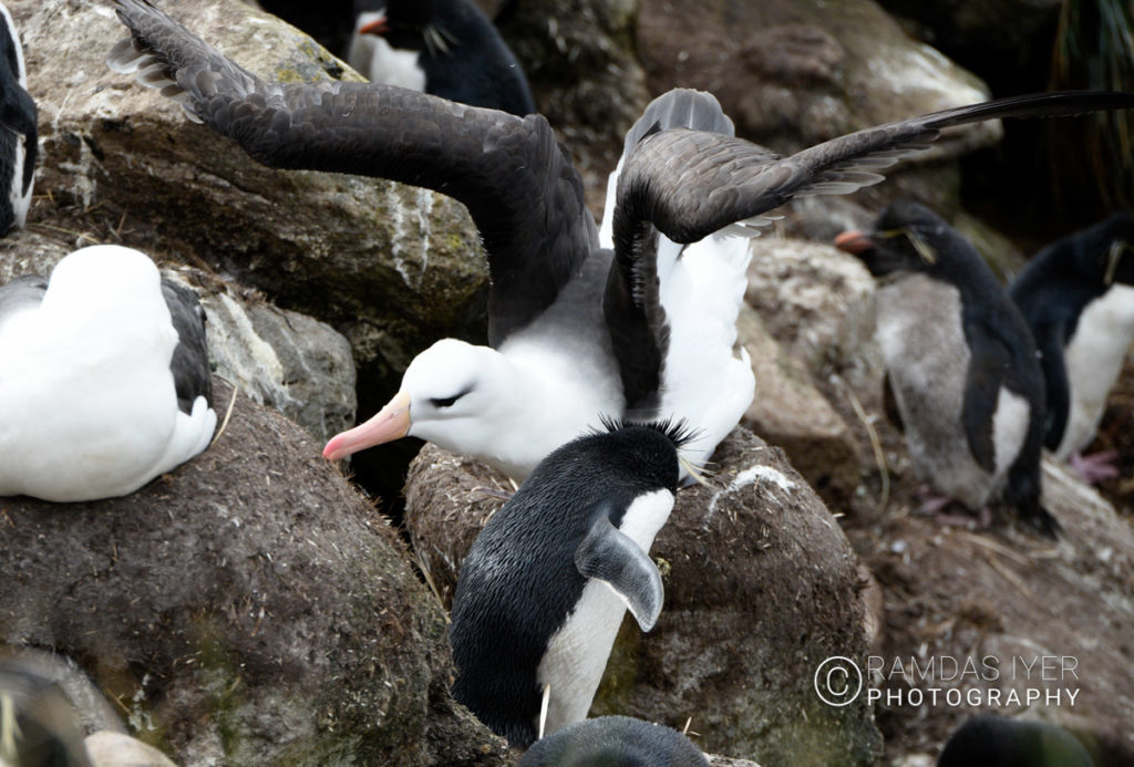 Falkland Islands Wildlife – Ramdas Iyer Photography