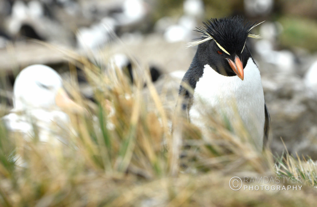 Falkland Islands Wildlife – Ramdas Iyer Photography