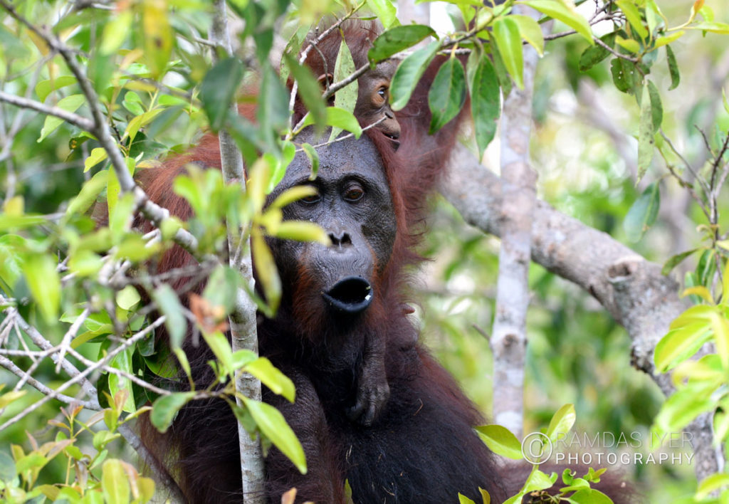 Indonesia Wildlife – Ramdas Iyer Photography